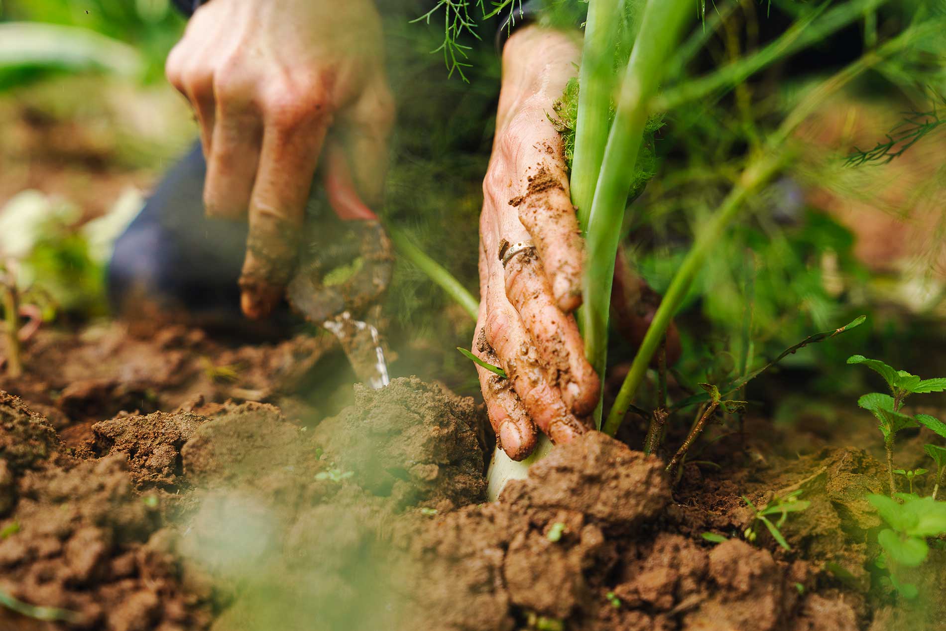 About – Gaining Ground Farm NC