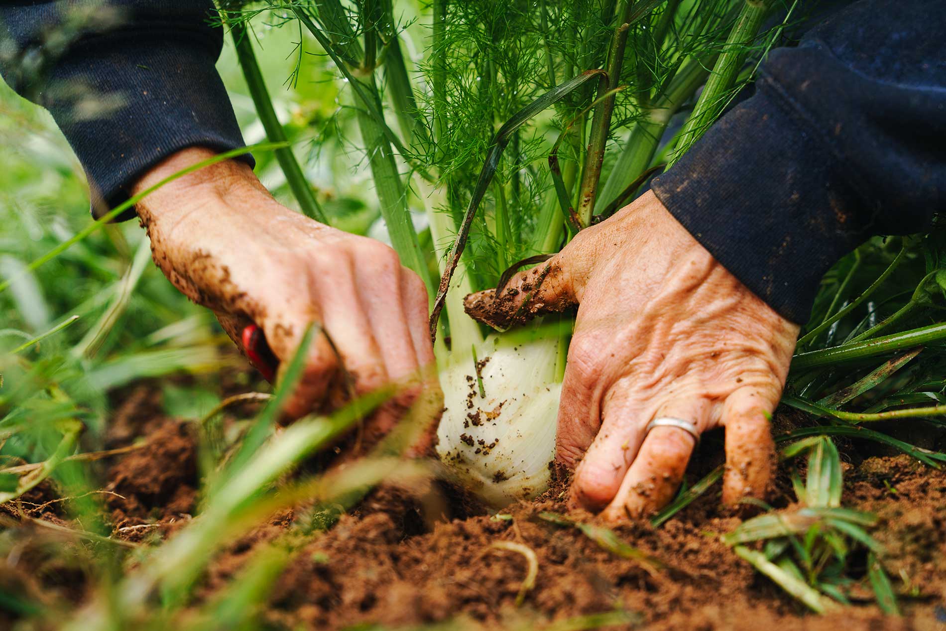 About – Gaining Ground Farm NC