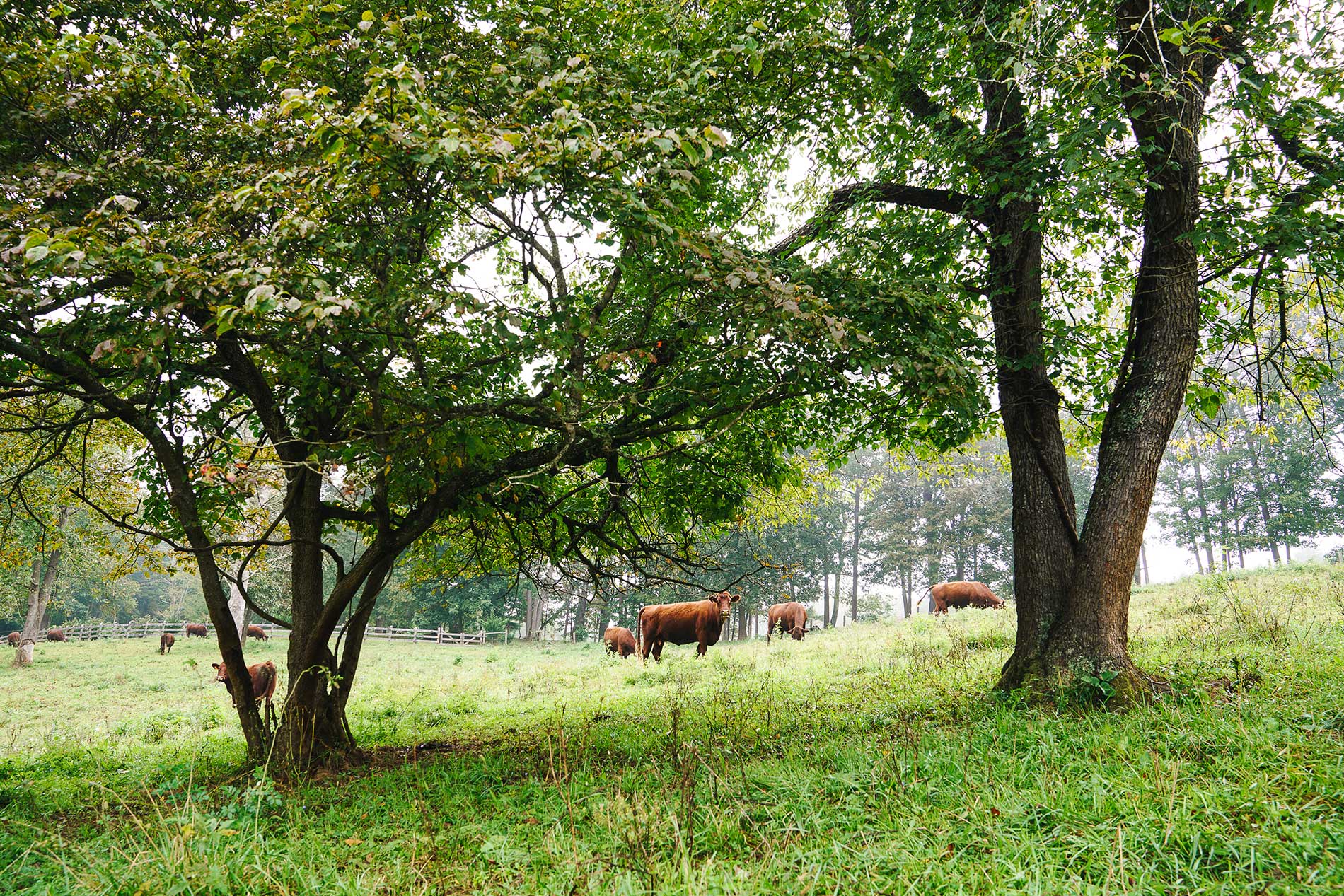 About – Gaining Ground Farm NC