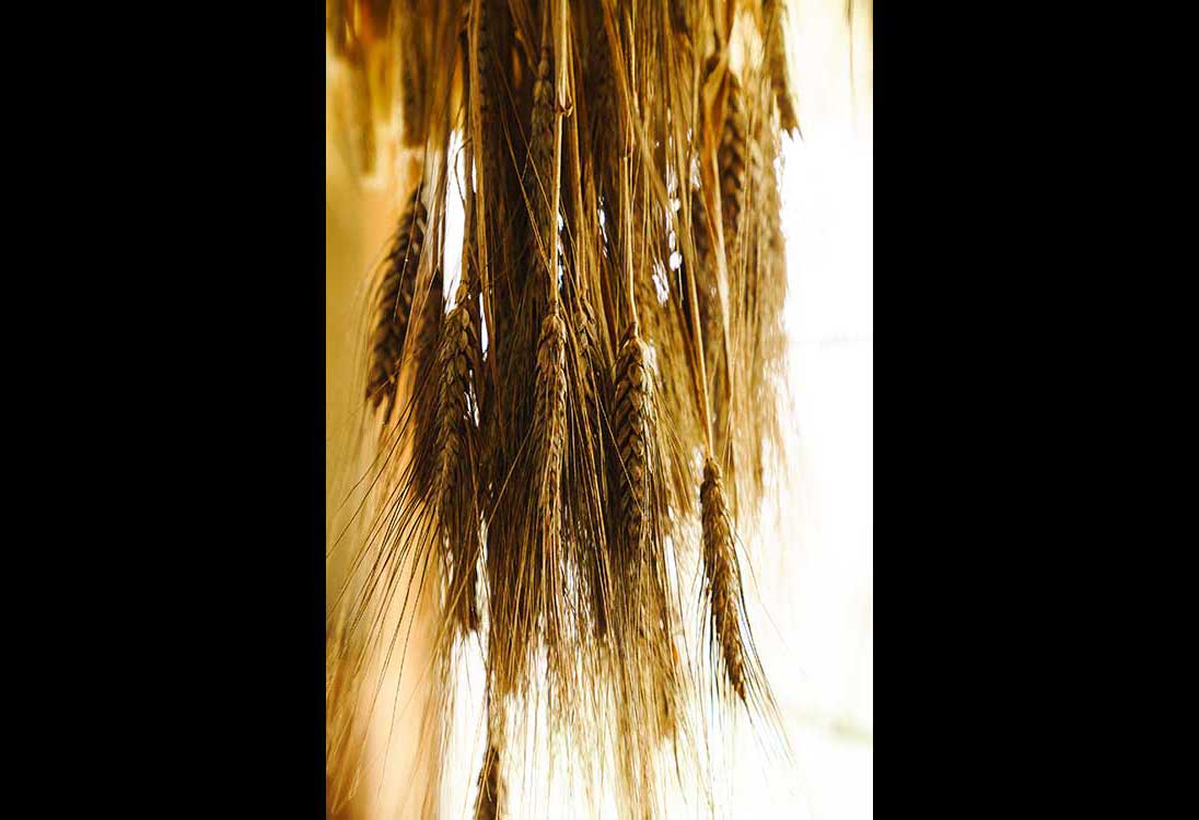 About – Gaining Ground Farm NC